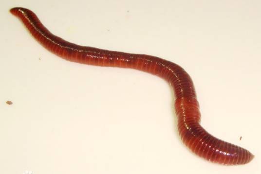 寡毛纲_百度百科