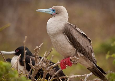红脚鲣鸟加拉帕戈斯亚种_百度百科