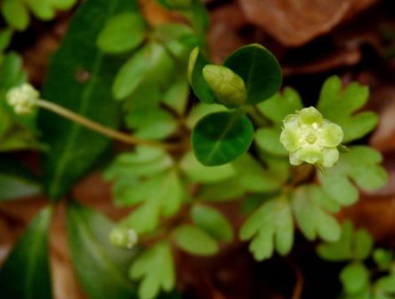 Adoxa moschatellina_百度百科