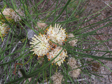 Petrophile filifolia_百度百科