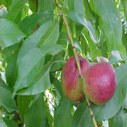 Prunus persica var. nectarina 'Mericrest'_百度百科