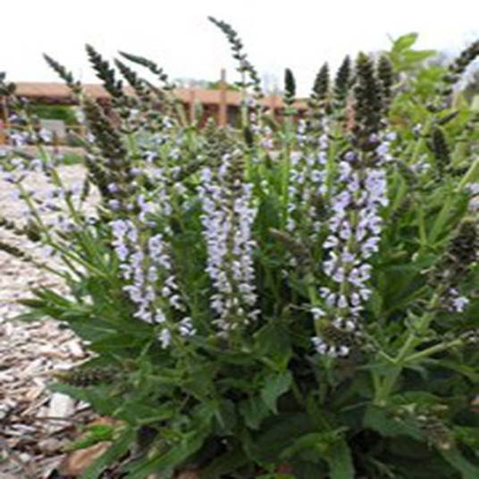 Salvia nemorosa 'Perfect Profusion'_百度百科