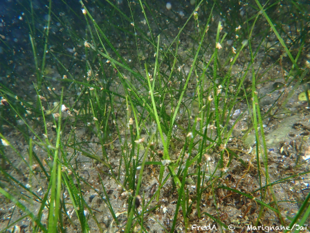 Zostera noltii_百度百科