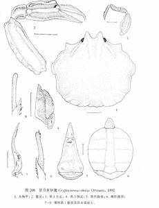 货币美妙蟹_百度百科