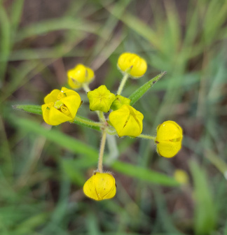 Aspidonepsis diploglossa_百度百科