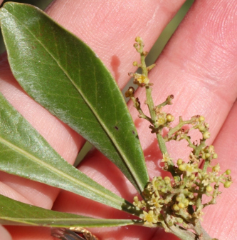 Searsia lucida_百度百科