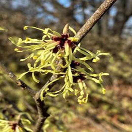 Hamamelis × intermedia 'Limelight'_百度百科