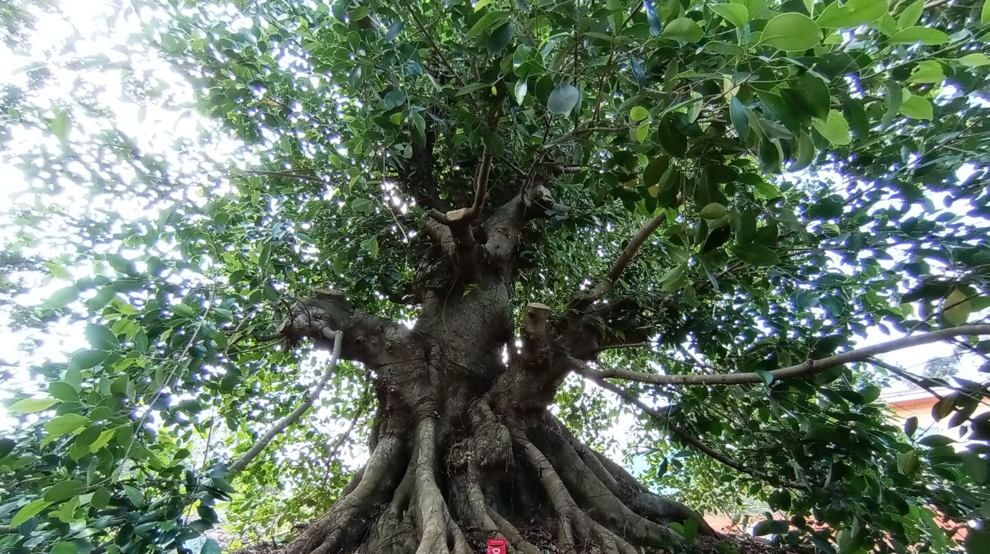 榕树（桑科榕属乔木）_百度百科