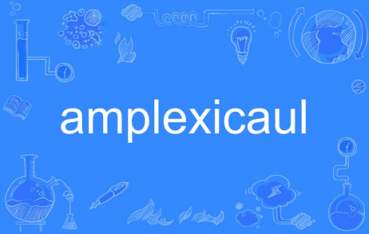 amplexicaul_百度百科