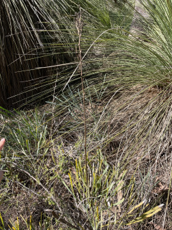 Stirlingia latifolia_百度百科