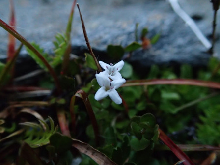 Mentha cunninghamii_百度百科