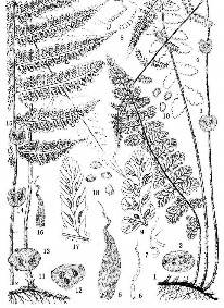 假蹄盖蕨（原变种）_百度百科