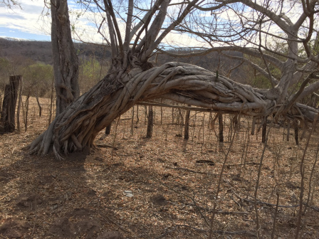 Ficus cotinifolia_百度百科