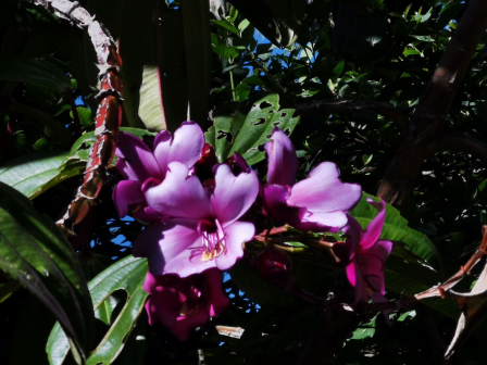 Meriania nobilis_百度百科