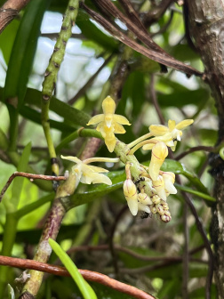 Micropera pallida_百度百科