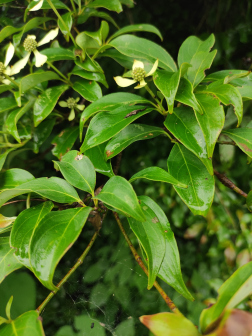Cornus elliptica_百度百科