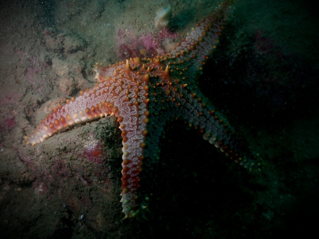 锡博疣海星_百度百科