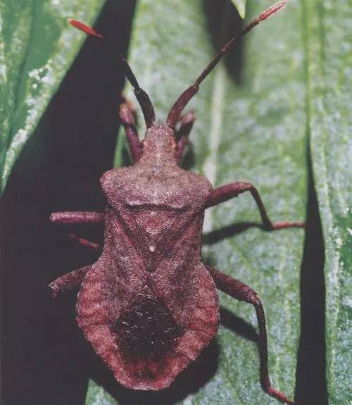 波原缘蝽_百度百科