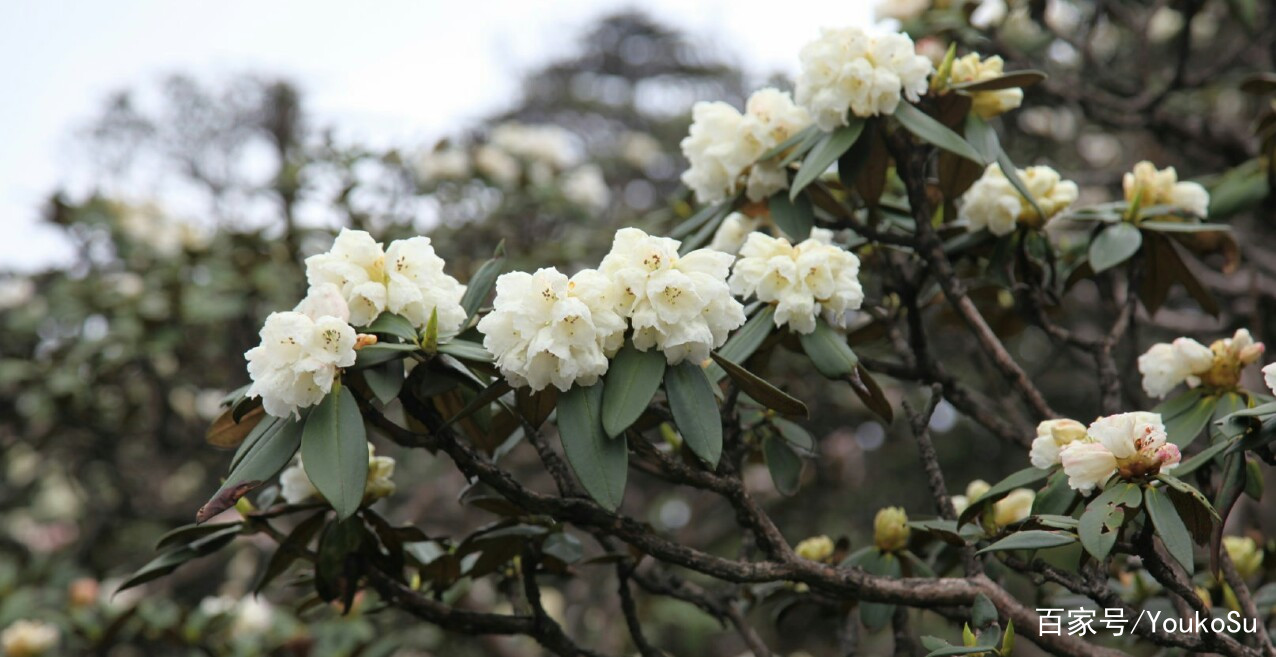 大理苍山迎来野生杜鹃花最佳观赏期！_百科TA说