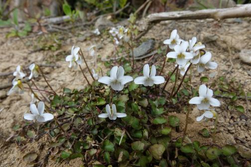 Viola filicaulis_百度百科