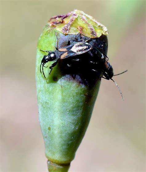 半黑卷叶象_百度百科