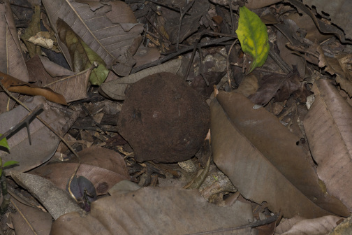 Lecythis lurida_百度百科