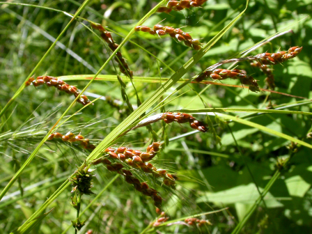 Carex davisii_百度百科