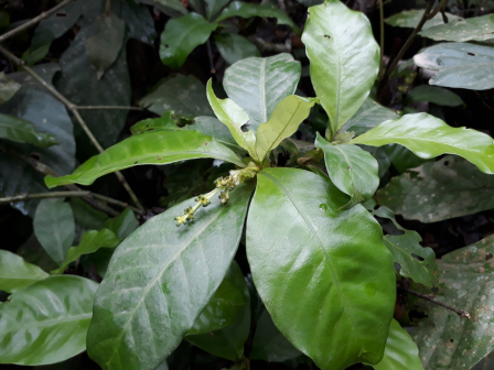 Psychotria viridis_百度百科