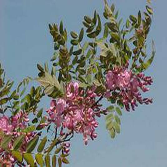 Robinia hispida_百度百科