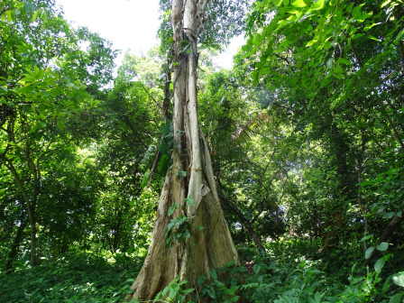 Terminalia oblonga_百度百科