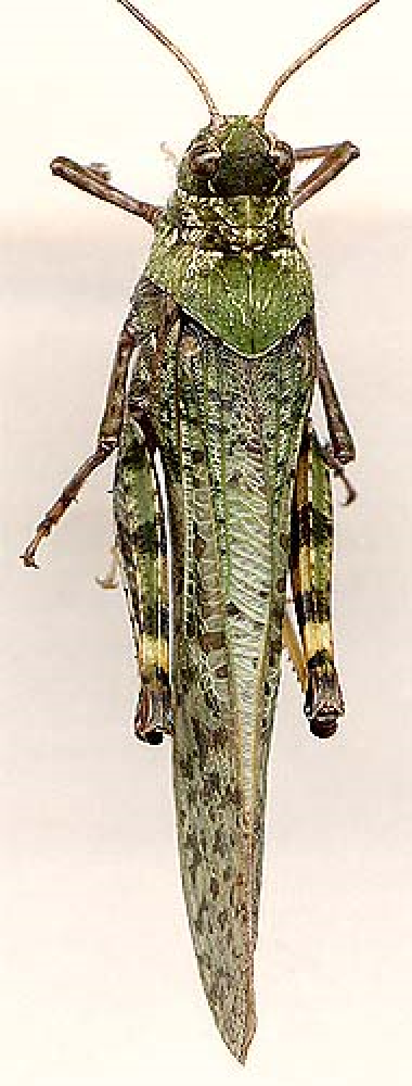 鼓翅皱膝蝗_百度百科