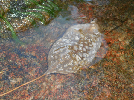 Pectinatella magnifica_百度百科