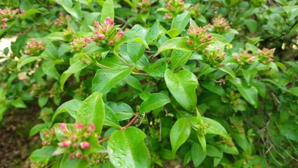 Zabelia tyaihyoni_百度百科