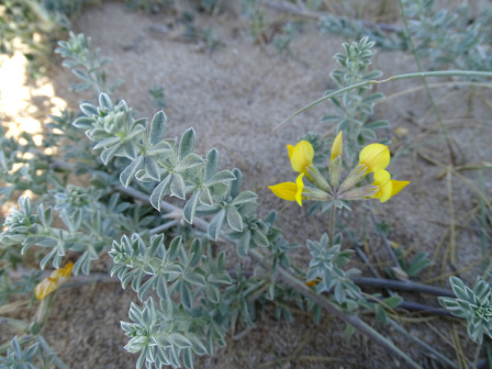 Lotus creticus_百度百科