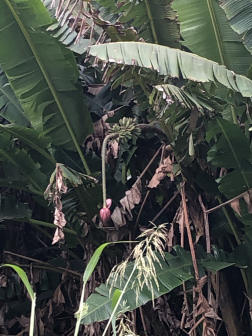 Musa textilis_百度百科