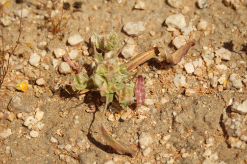 Tetrapteron palmeri_百度百科