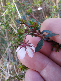 Bauera microphylla_百度百科