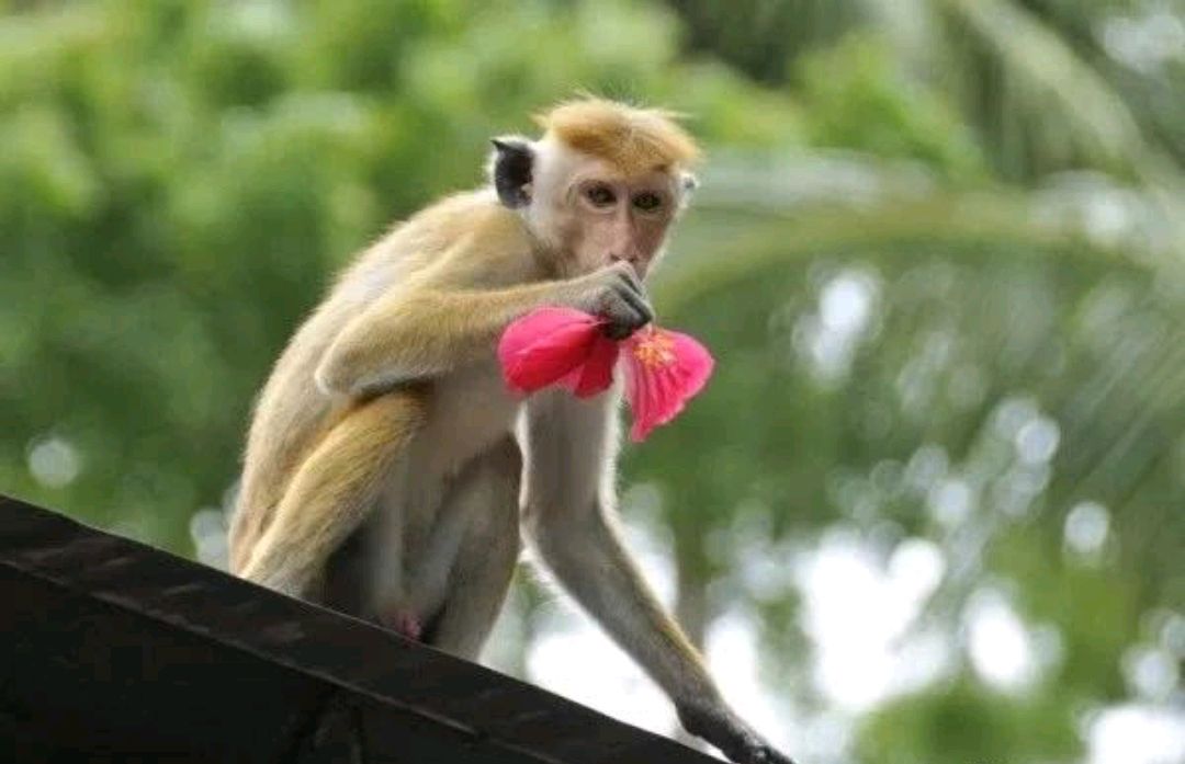 第1问：为什么故事里，中国的猴子爱吃桃子，外国的猴子爱吃香蕉_百科TA说