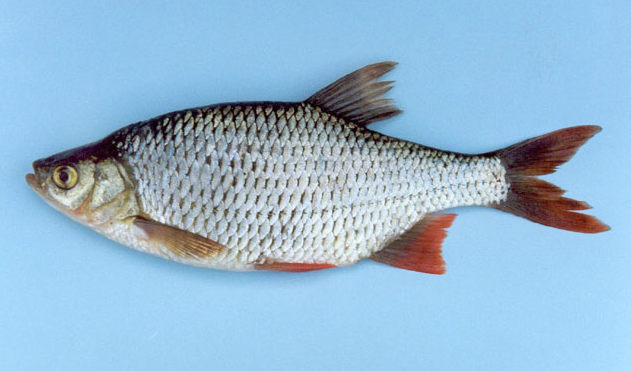 红眼鱼（雅罗鱼科红眼鱼属鱼类）_百度百科