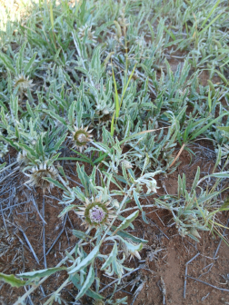 Dicoma capensis_百度百科