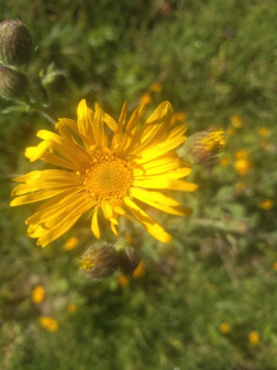 Heterotheca inuloides_百度百科