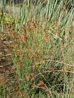 Juncus maritimus_百度百科