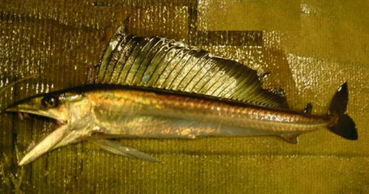 魣蜥鱼属_百度百科