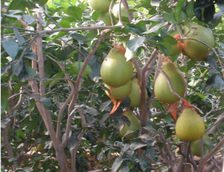 柚子树_百度百科