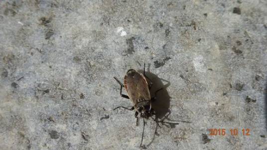 地红蝽_百度百科