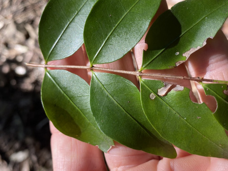 Gossia punctata_百度百科
