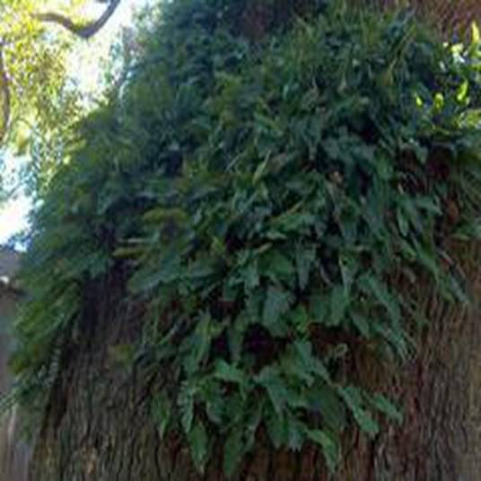 Polypodium polypodioides_百度百科