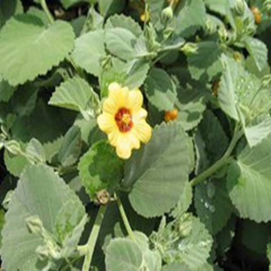 Sida fallax_百度百科