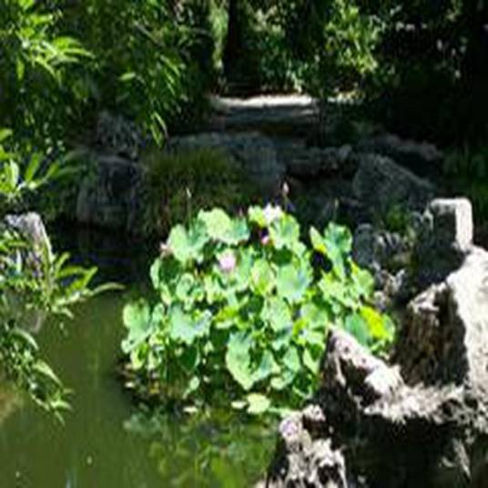 Nelumbo 'Momo Botan'_百度百科