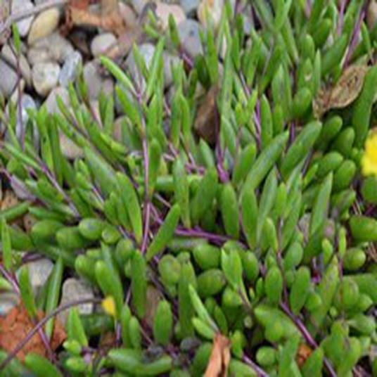 Othonna capensis_百度百科